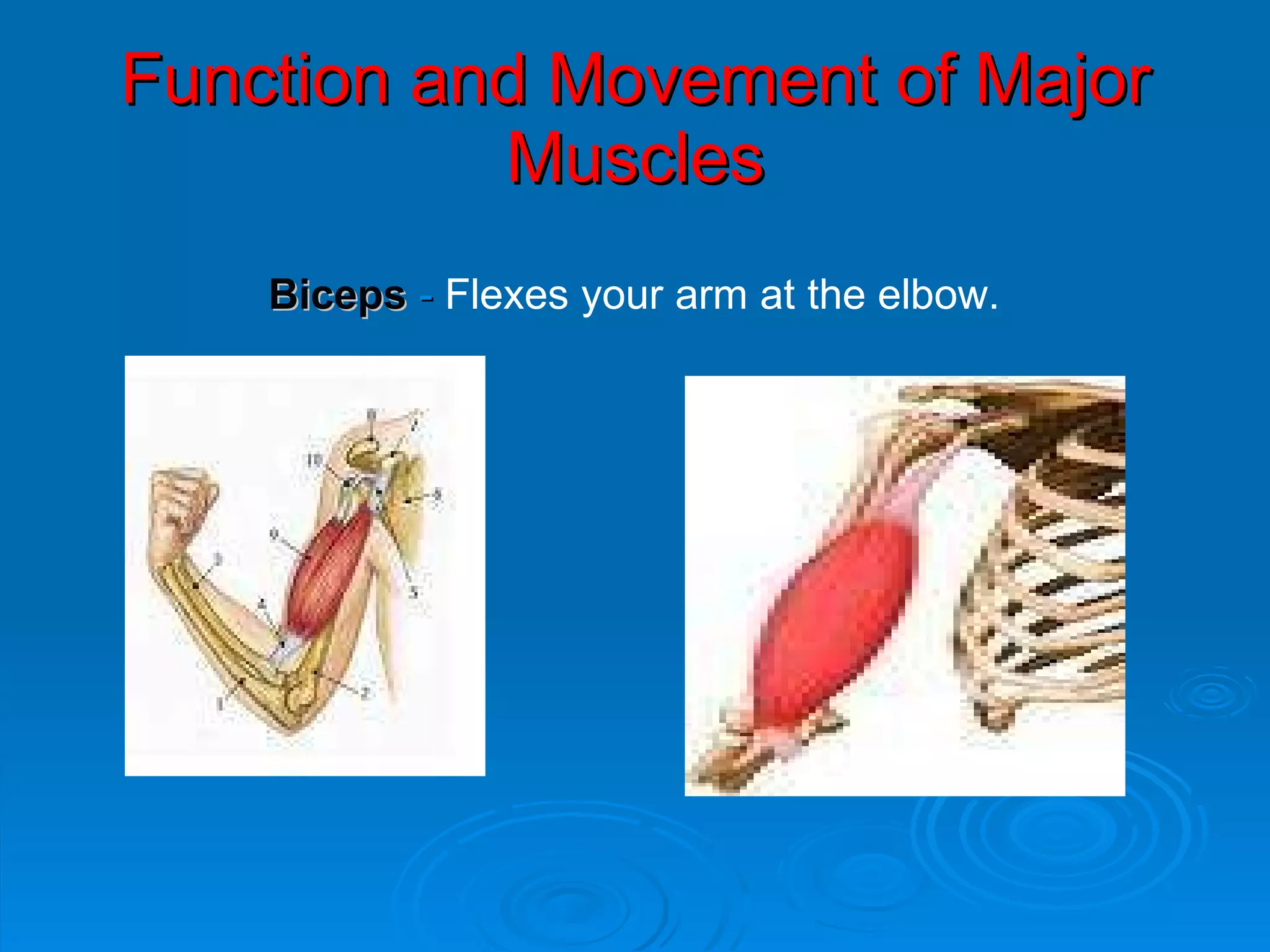 Muscles ppt aw | PPT | Physical Therapy | Wellness