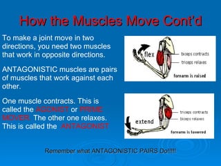 Muscles ppt aw | PPT | Physical Therapy | Wellness