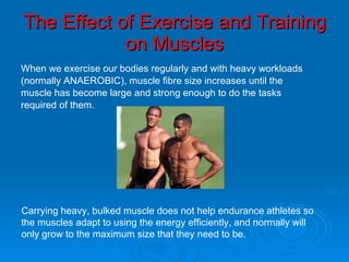 Muscles ppt aw | PPT