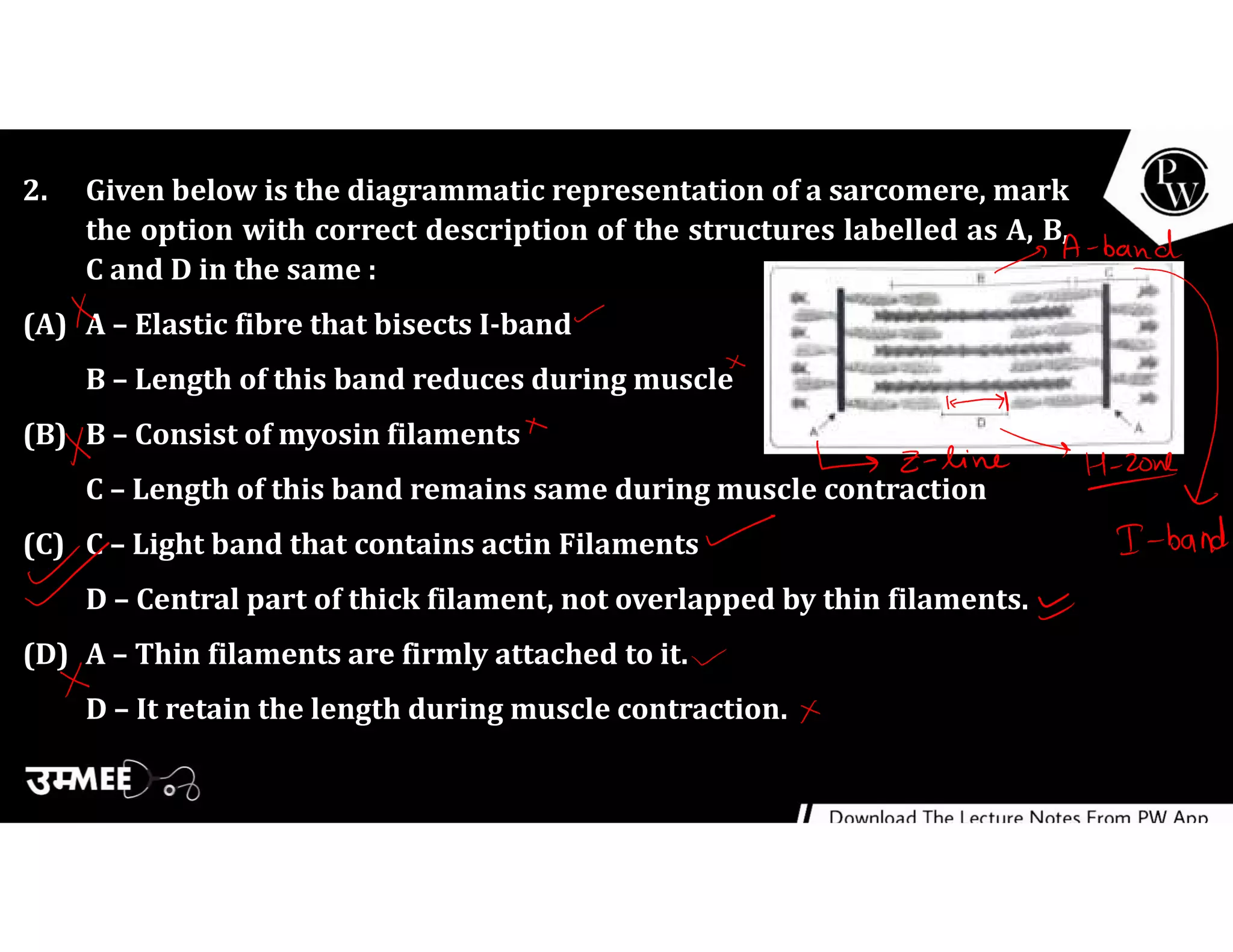 Muscles _ Practice Sheet Solution.pdf