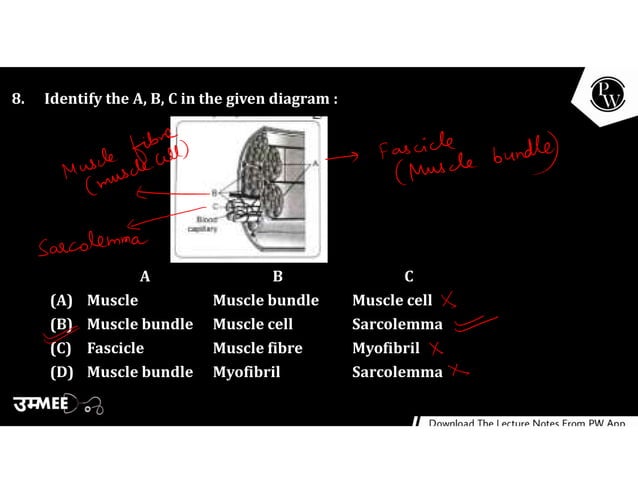 Muscles _ Practice Sheet Solution.pdf