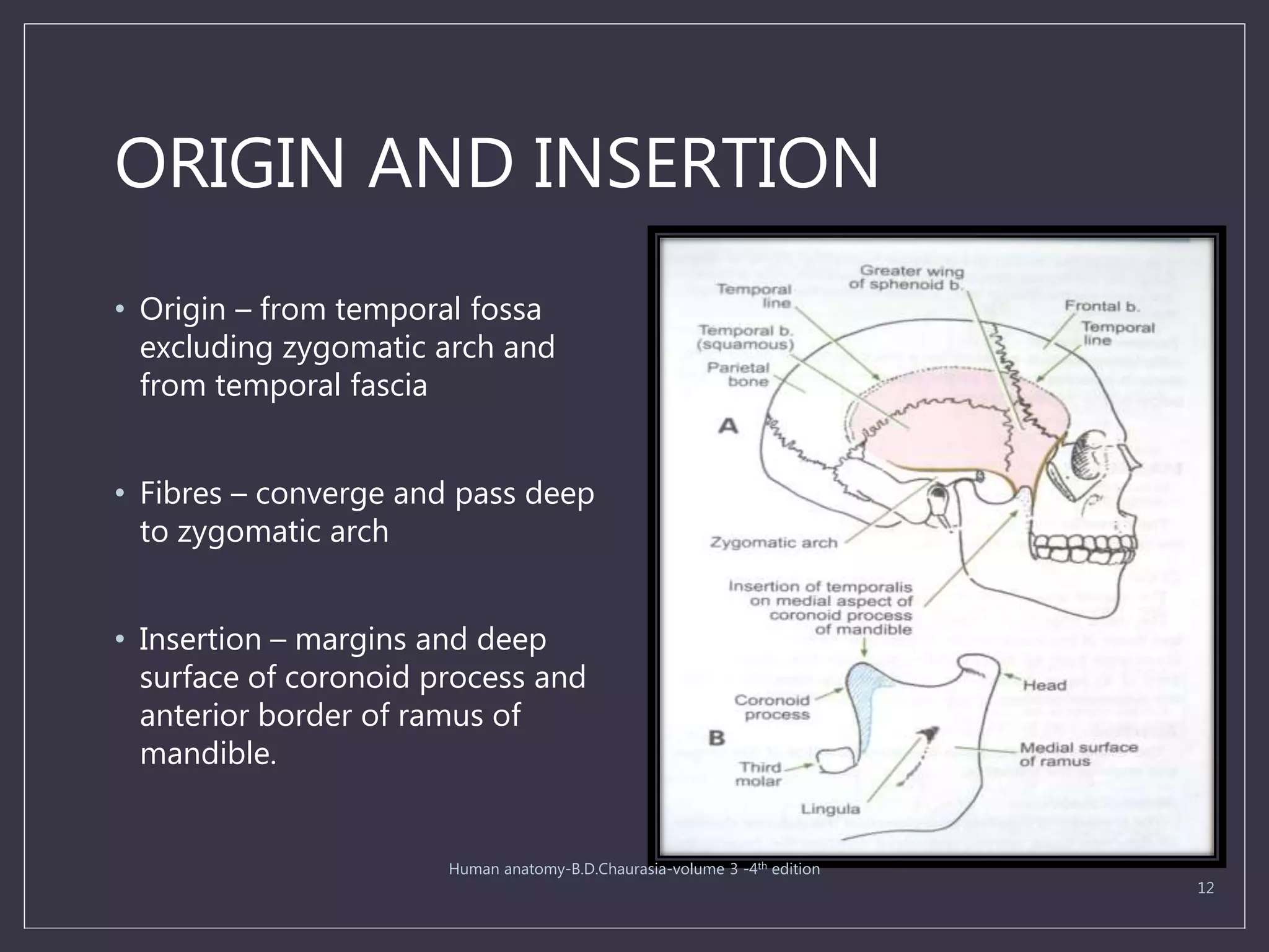 MUSCLES OF MASTICATION | PPTX