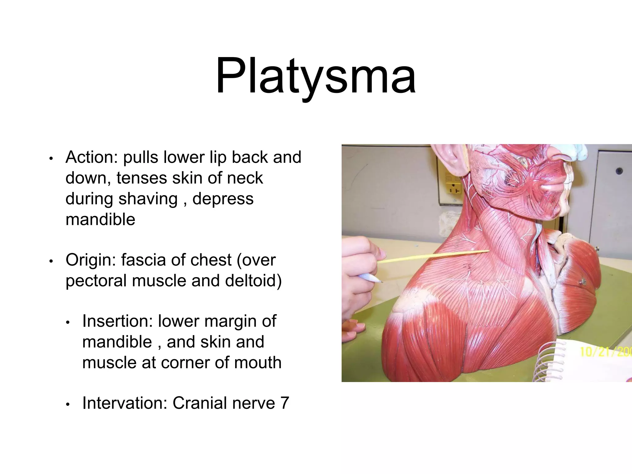 Muscles study guide word doc | PPTX