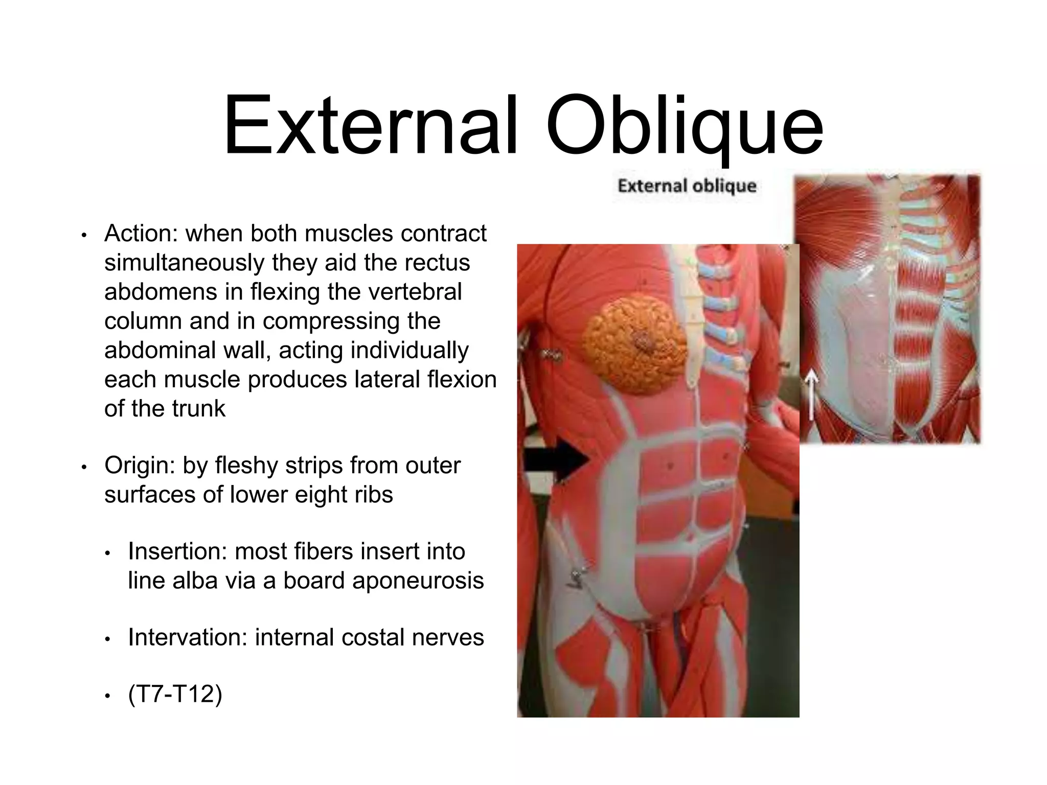 Muscles study guide word doc | PPTX