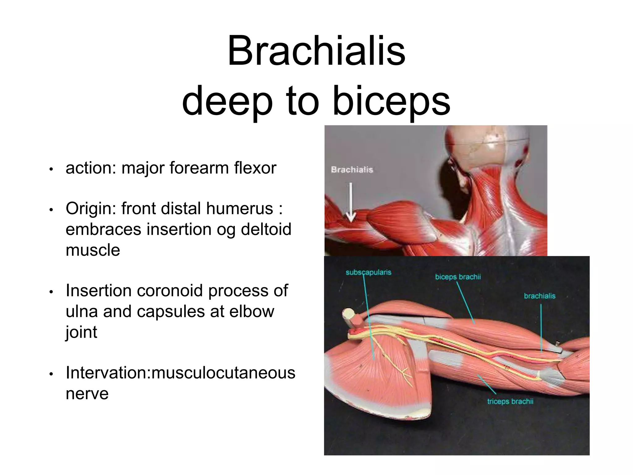 Muscles study guide word doc | PPTX