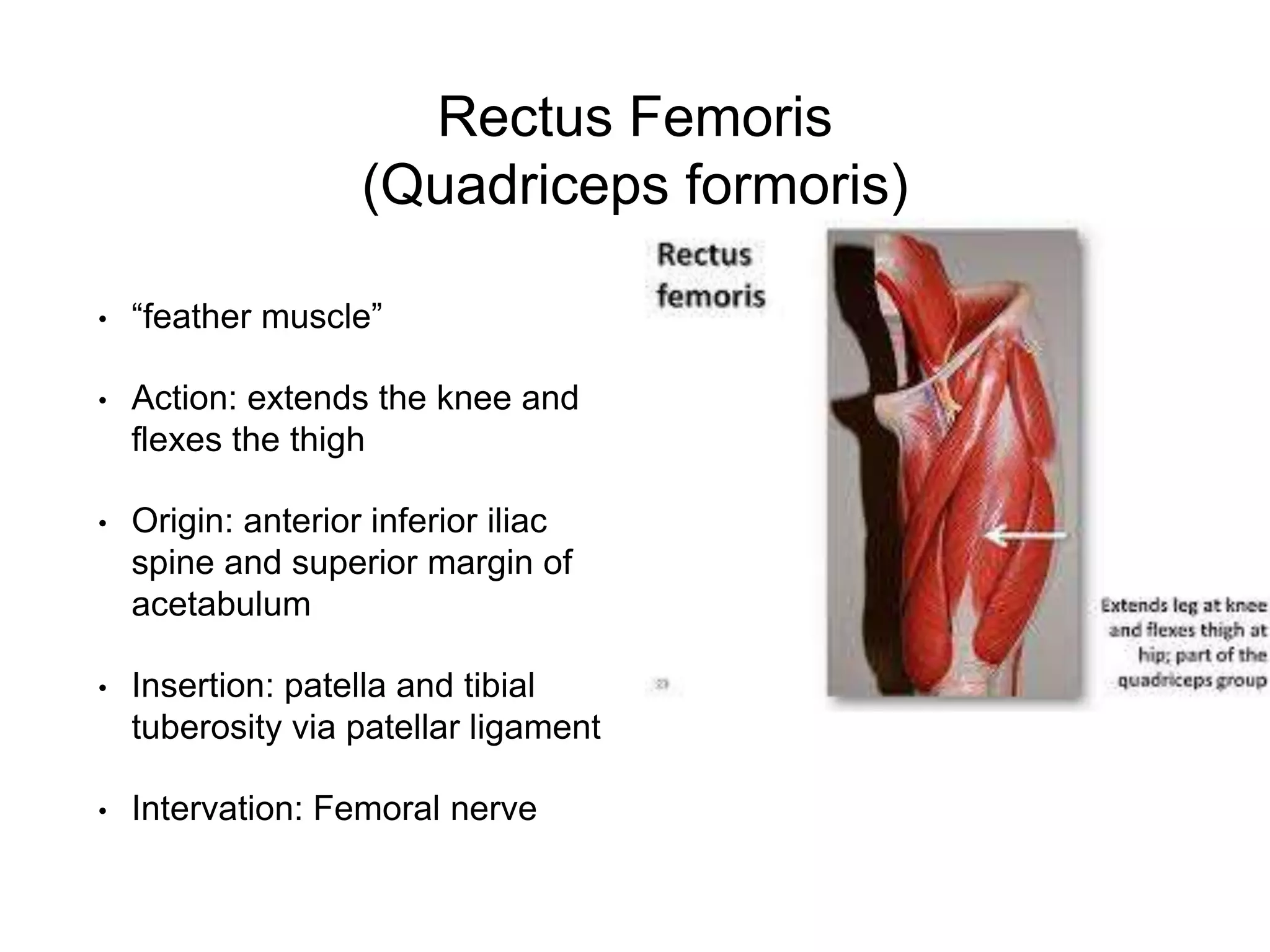 Muscles study guide word doc | PPTX