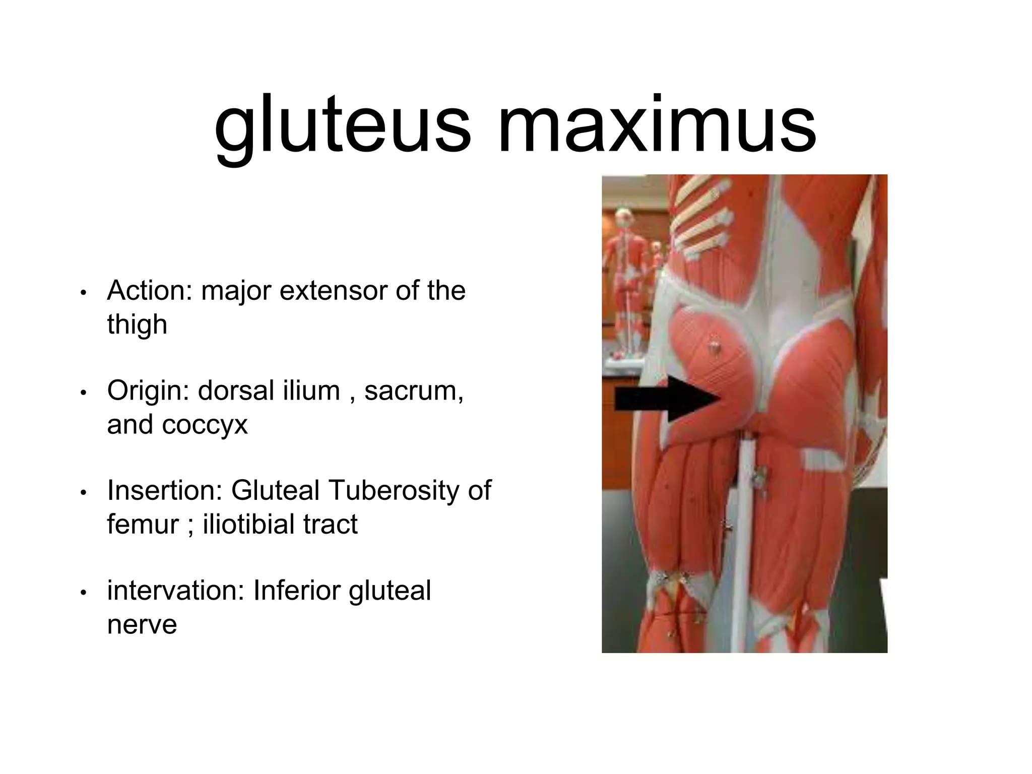 Muscles study guide word doc | PPTX