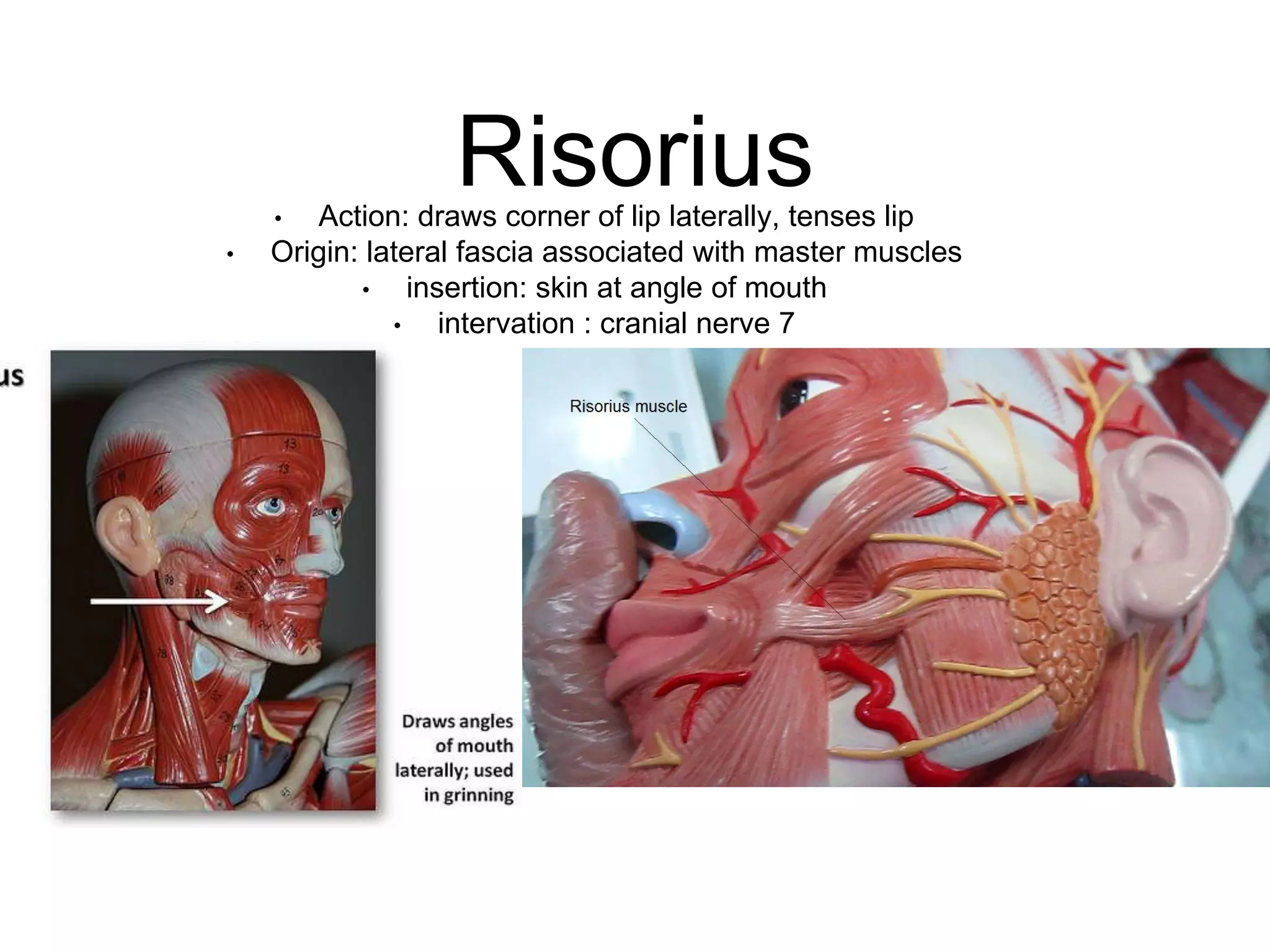 Muscles study guide word doc | PPTX