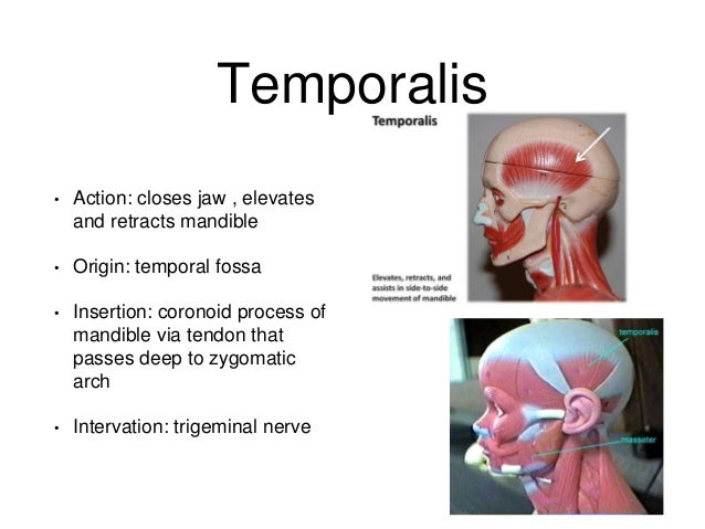 Muscles study guide word doc