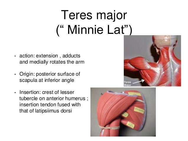 Teres Major Muscle Origin Insertion Action Human