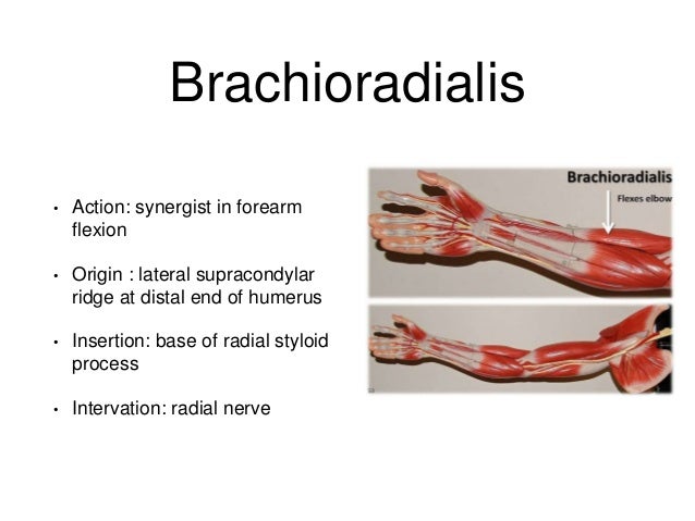Muscles study guide word doc