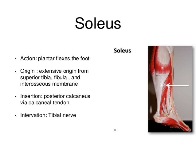 Muscles study guide word doc
