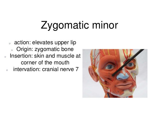 Zygomaticus Major And Minor