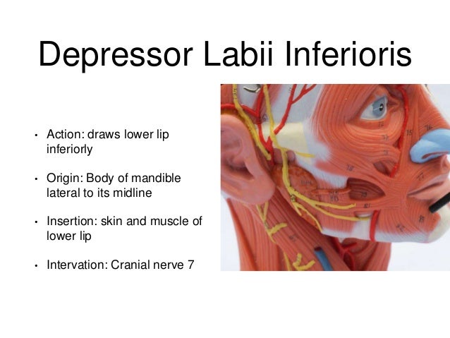 Muscles study guide word doc