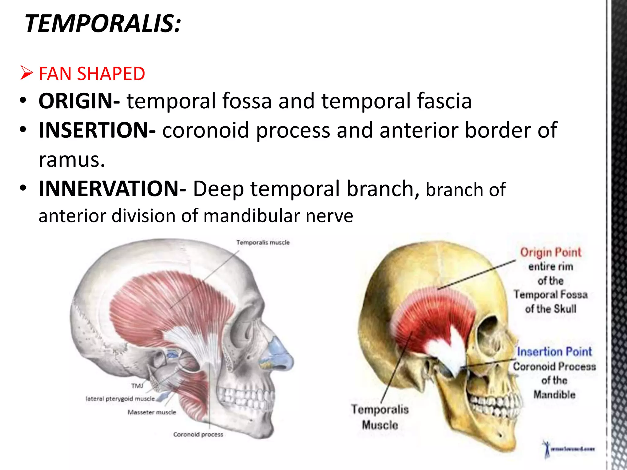 Muscles surrounding Complete Denture | PPTX