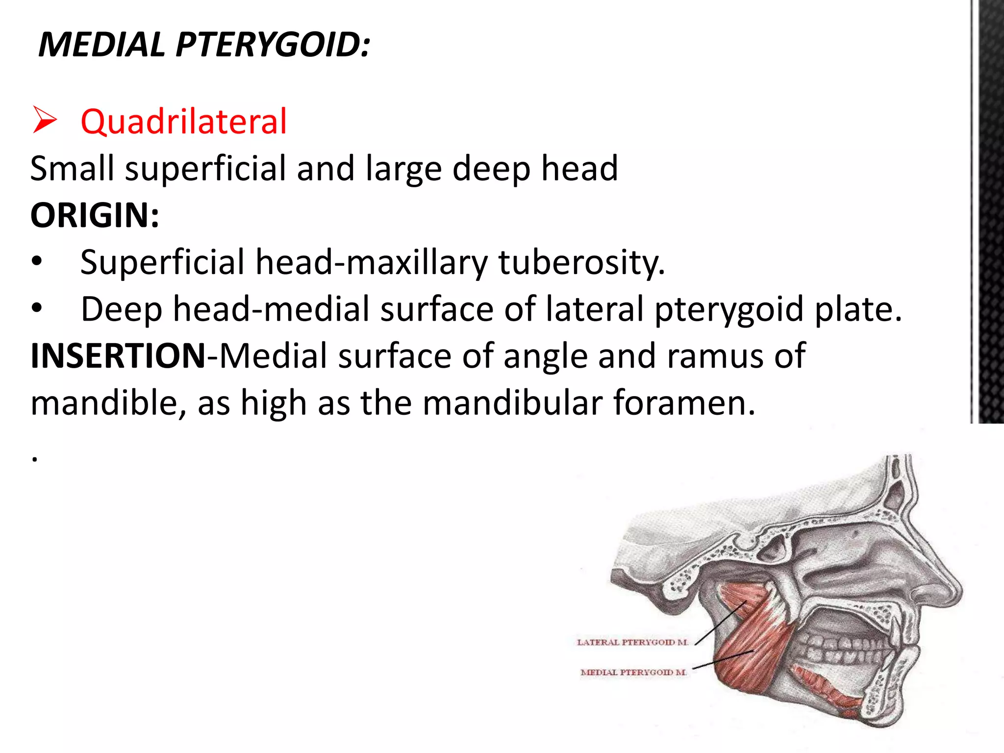 Muscles surrounding Complete Denture | PPTX