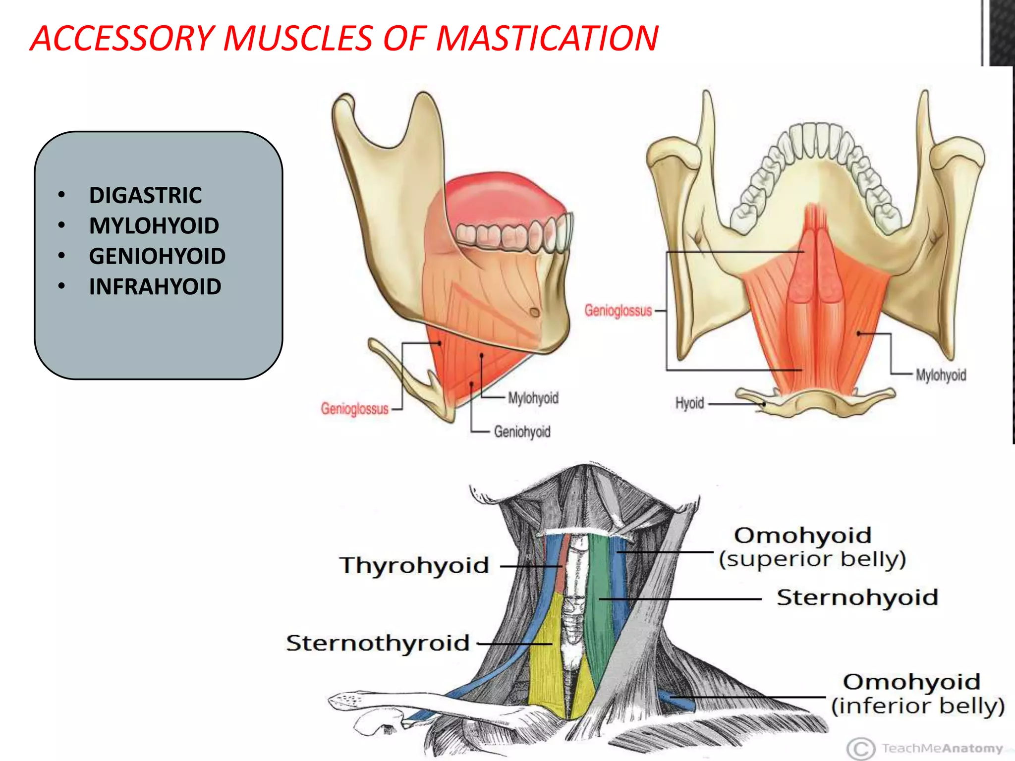 Muscles surrounding Complete Denture | PPTX