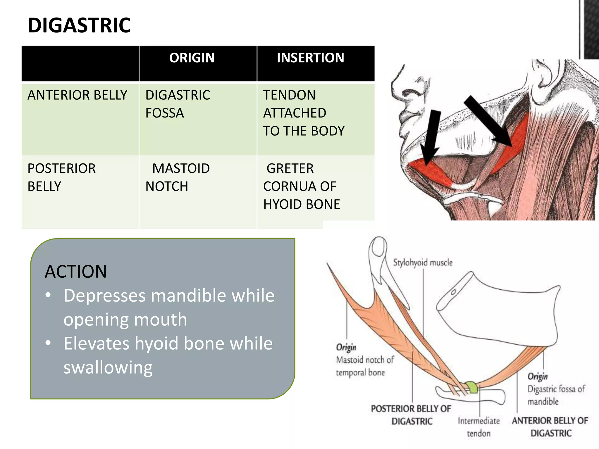 Muscles surrounding Complete Denture | PPTX