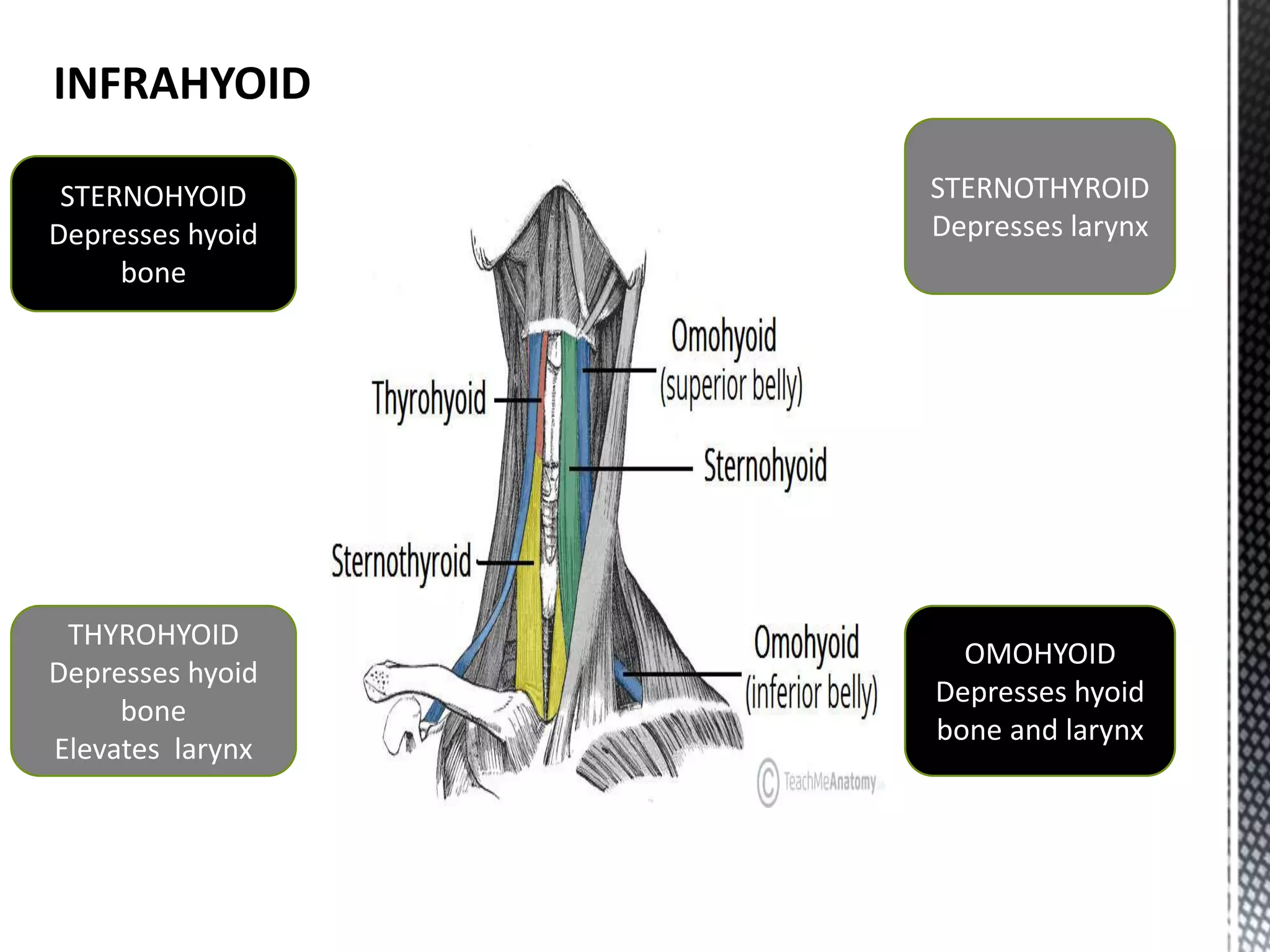 Muscles surrounding Complete Denture | PPTX