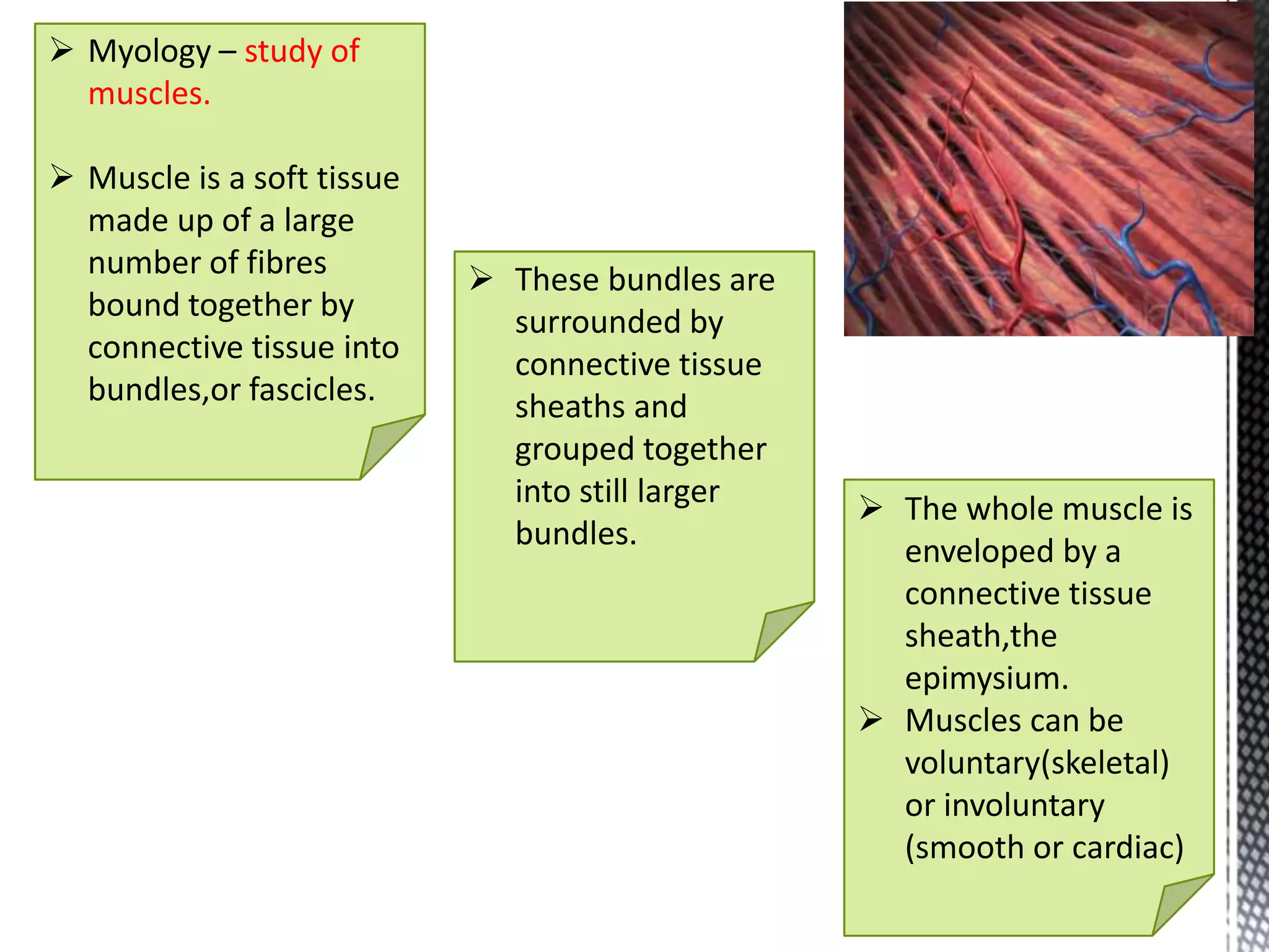 Muscles surrounding Complete Denture | PPTX