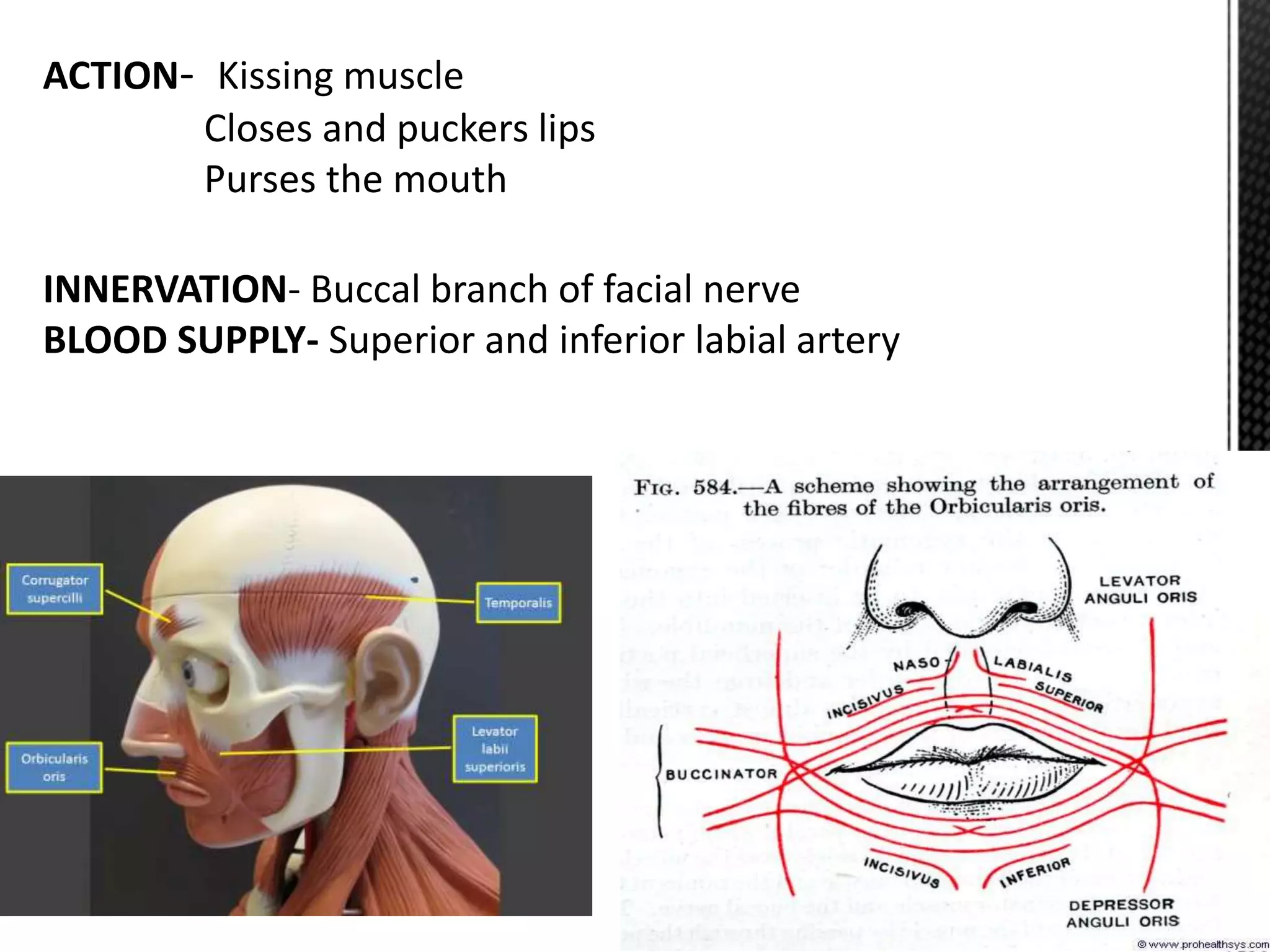 Muscles surrounding Complete Denture | PPTX