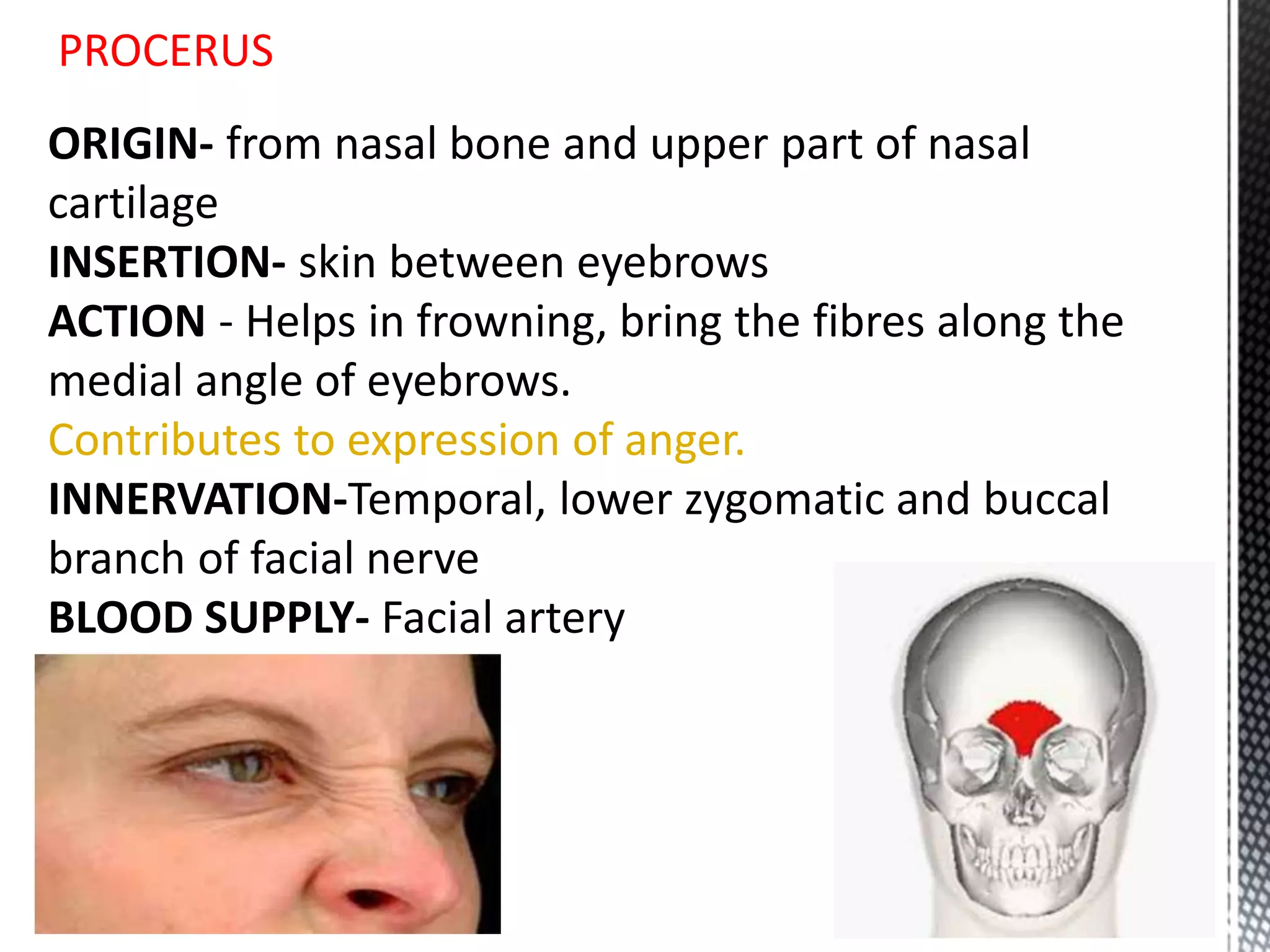 Muscles surrounding Complete Denture | PPTX