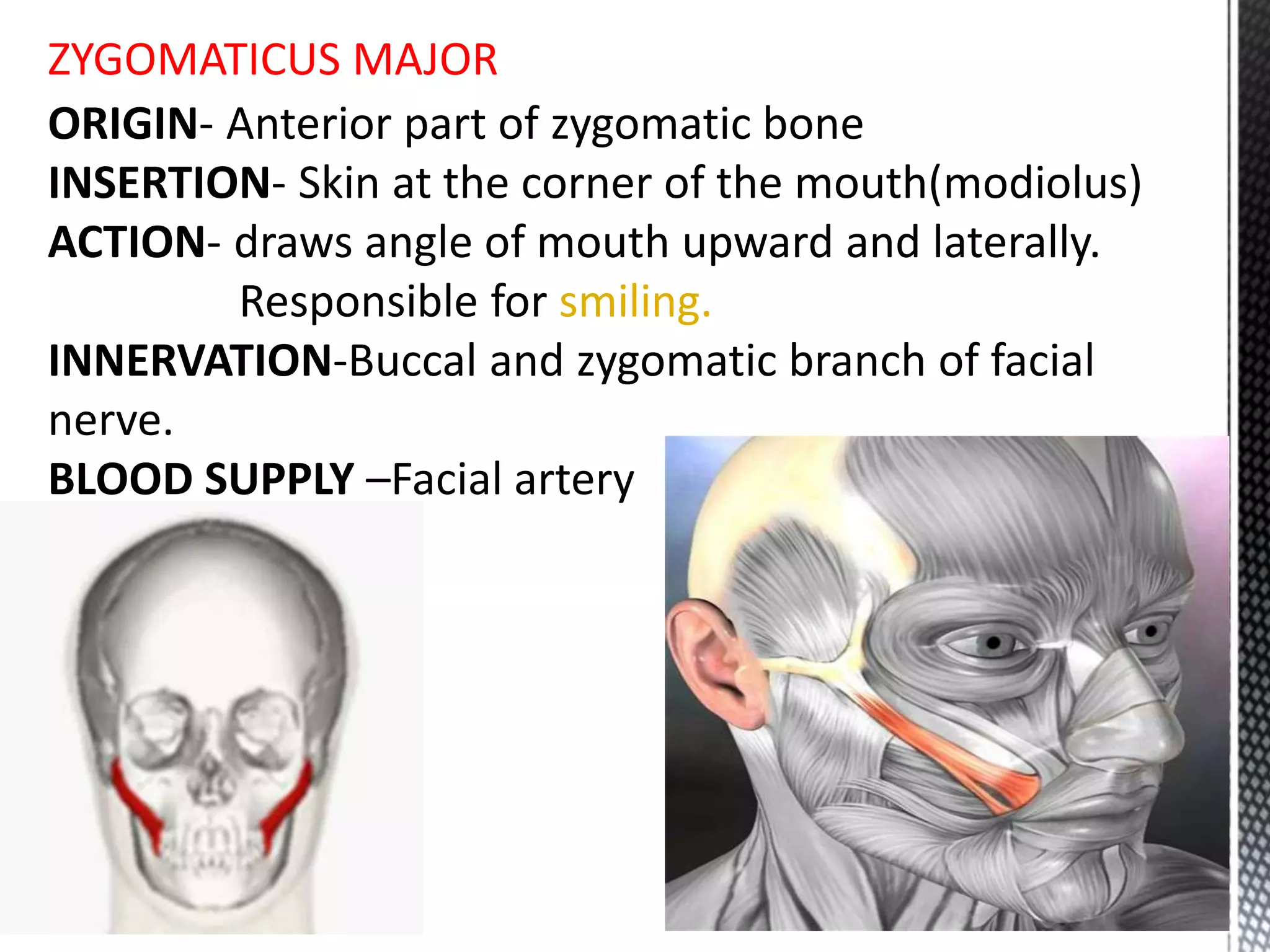 Muscles surrounding Complete Denture | PPTX