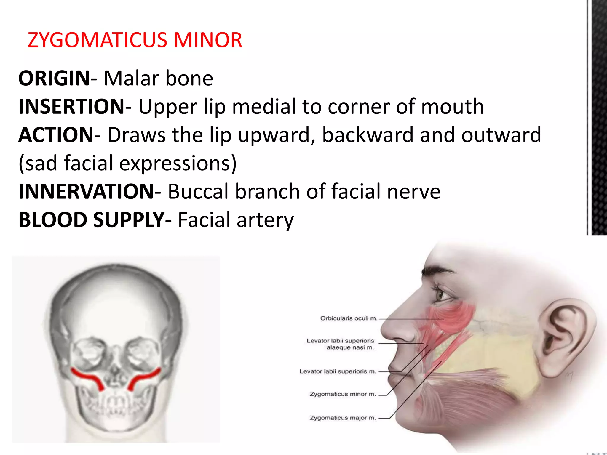 Muscles surrounding Complete Denture | PPTX