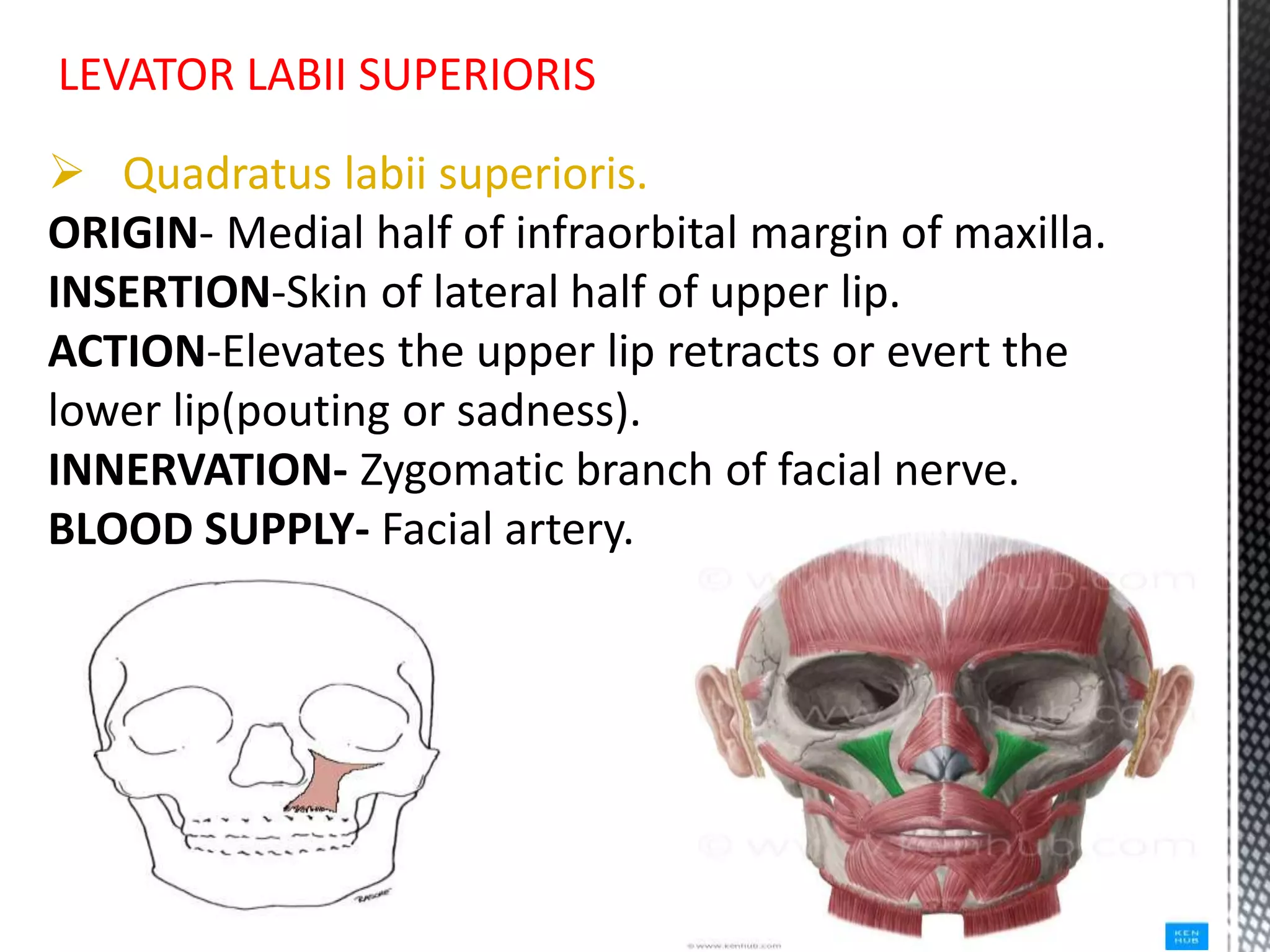 Muscles surrounding Complete Denture | PPTX