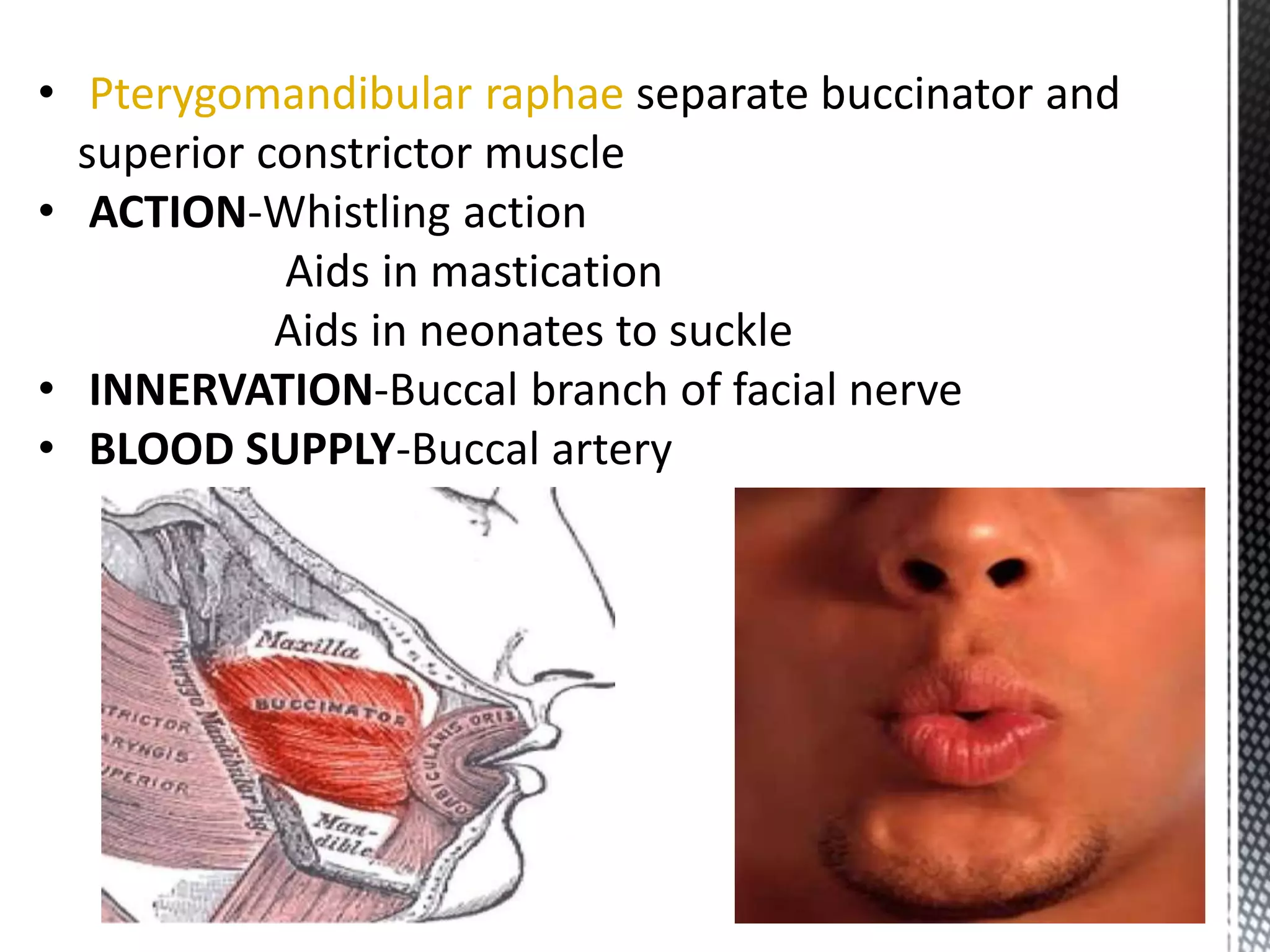Muscles surrounding Complete Denture | PPTX