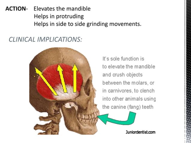 Muscles surrounding Complete Denture | PPTX