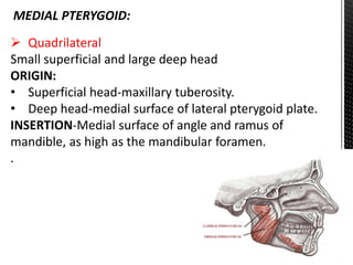 Muscles surrounding Complete Denture | PPTX