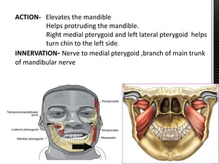 Muscles surrounding Complete Denture | PPTX