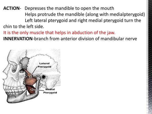 Muscles surrounding Complete Denture | PPTX