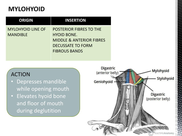 Muscles surrounding Complete Denture | PPTX