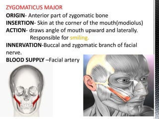 Muscles surrounding Complete Denture | PPTX
