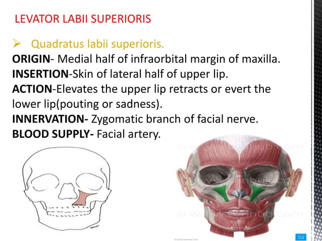 Muscles surrounding Complete Denture | PPTX