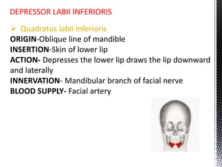 Muscles surrounding Complete Denture | PPTX