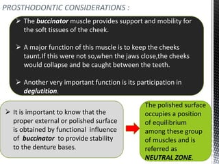 Muscles surrounding Complete Denture | PPTX