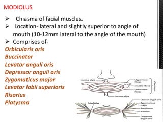 Muscles surrounding Complete Denture | PPTX