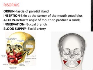 Muscles surrounding Complete Denture | PPTX