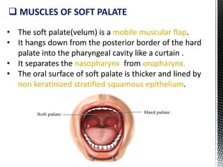 Muscles surrounding Complete Denture | PPTX