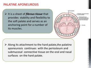 Muscles surrounding Complete Denture | PPTX