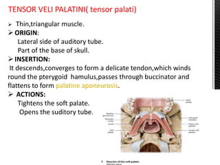 Muscles surrounding Complete Denture | PPTX
