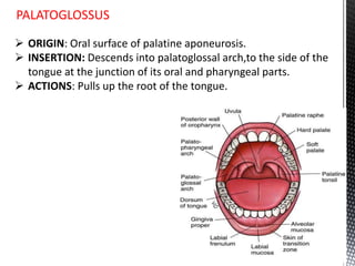 Muscles surrounding Complete Denture | PPTX
