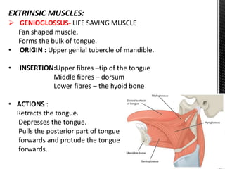 Muscles surrounding Complete Denture | PPTX