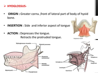 Muscles surrounding Complete Denture | PPTX