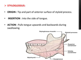 Muscles surrounding Complete Denture | PPTX