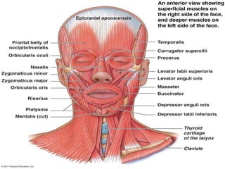 Function Of Risorius Muscle
