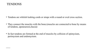 MUSCLES & TENDONS.pptx explanations and description | PPTX